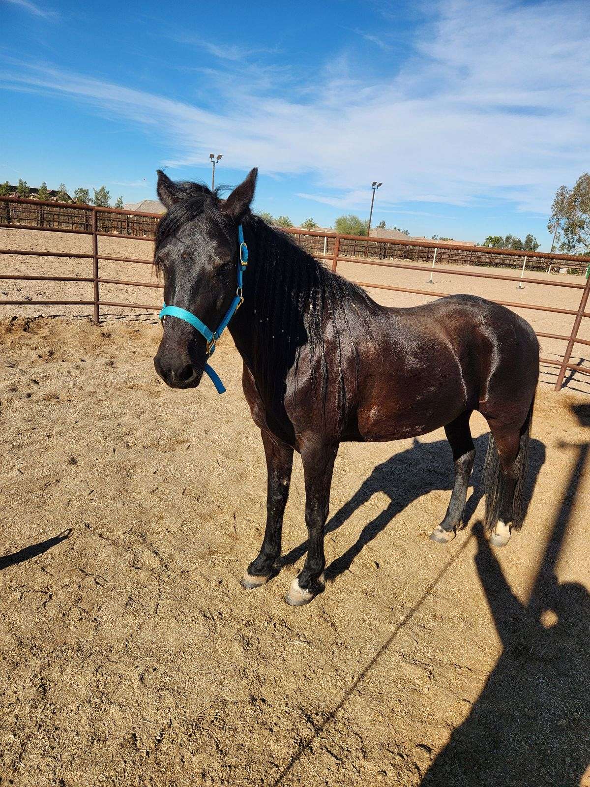 7-Year-Old Grade Mare
