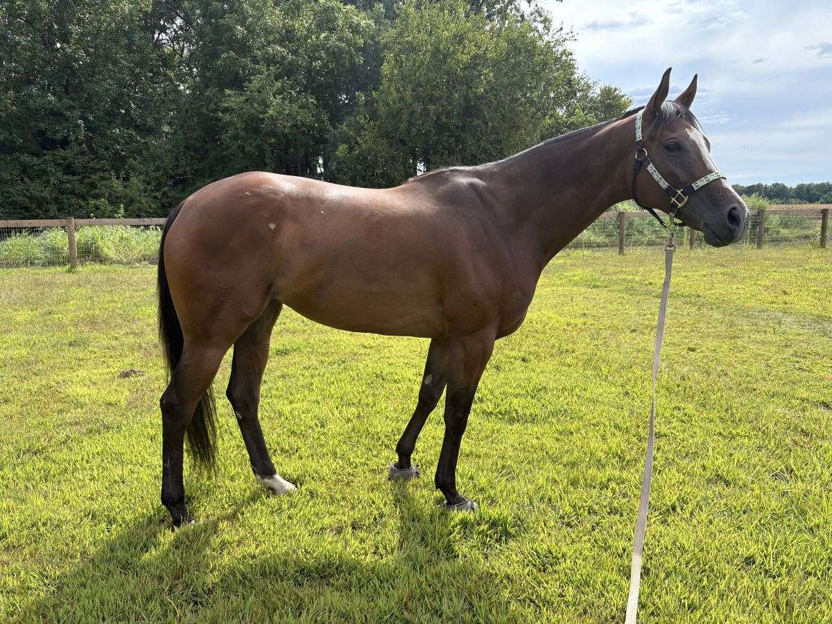 Ammy Friendly Hunter Prospect