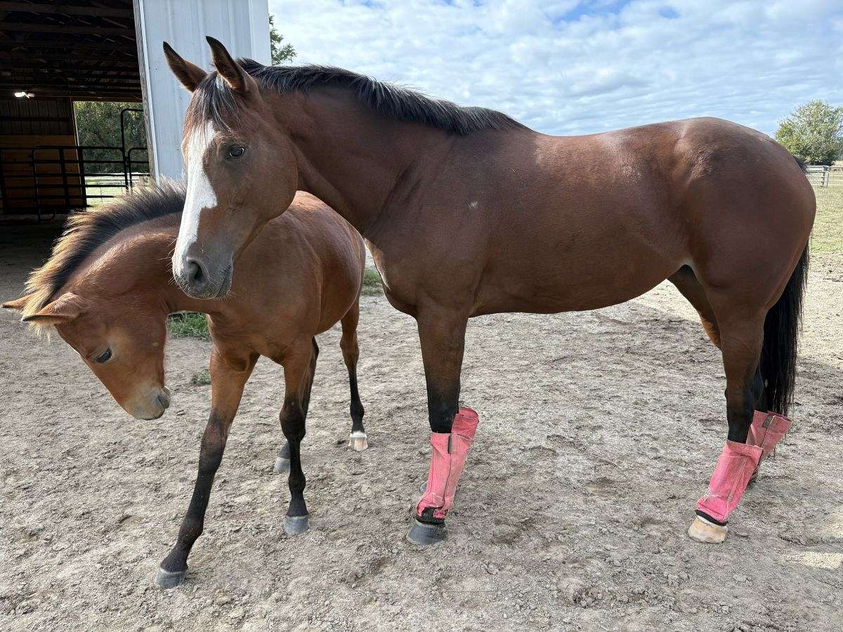 Ammy Friendly Hunter Prospect