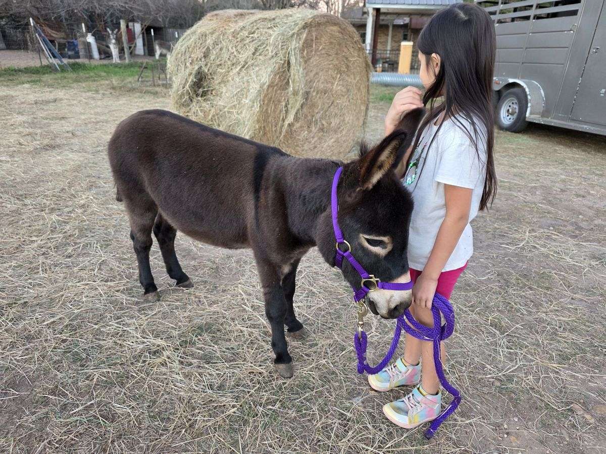 Sweet and Friendly Mini Jack