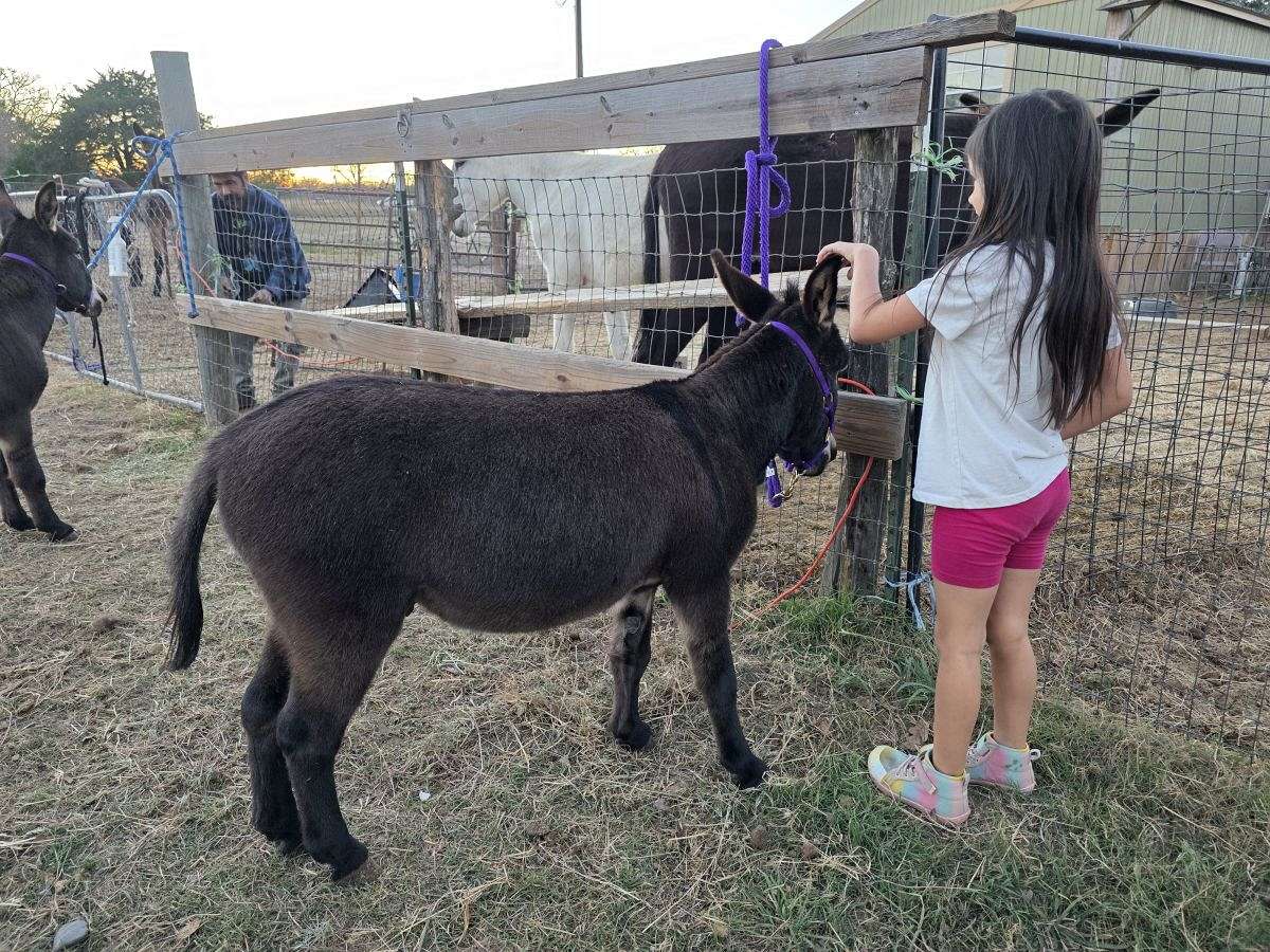 Sweet and Friendly Mini Jack