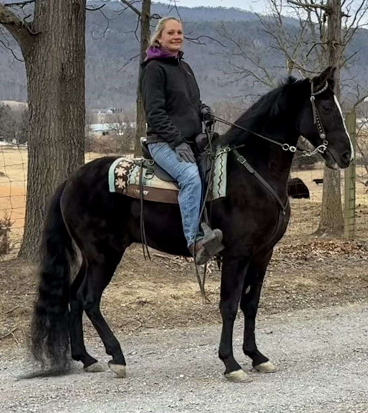 Stunning Black Gelding With Blaze
