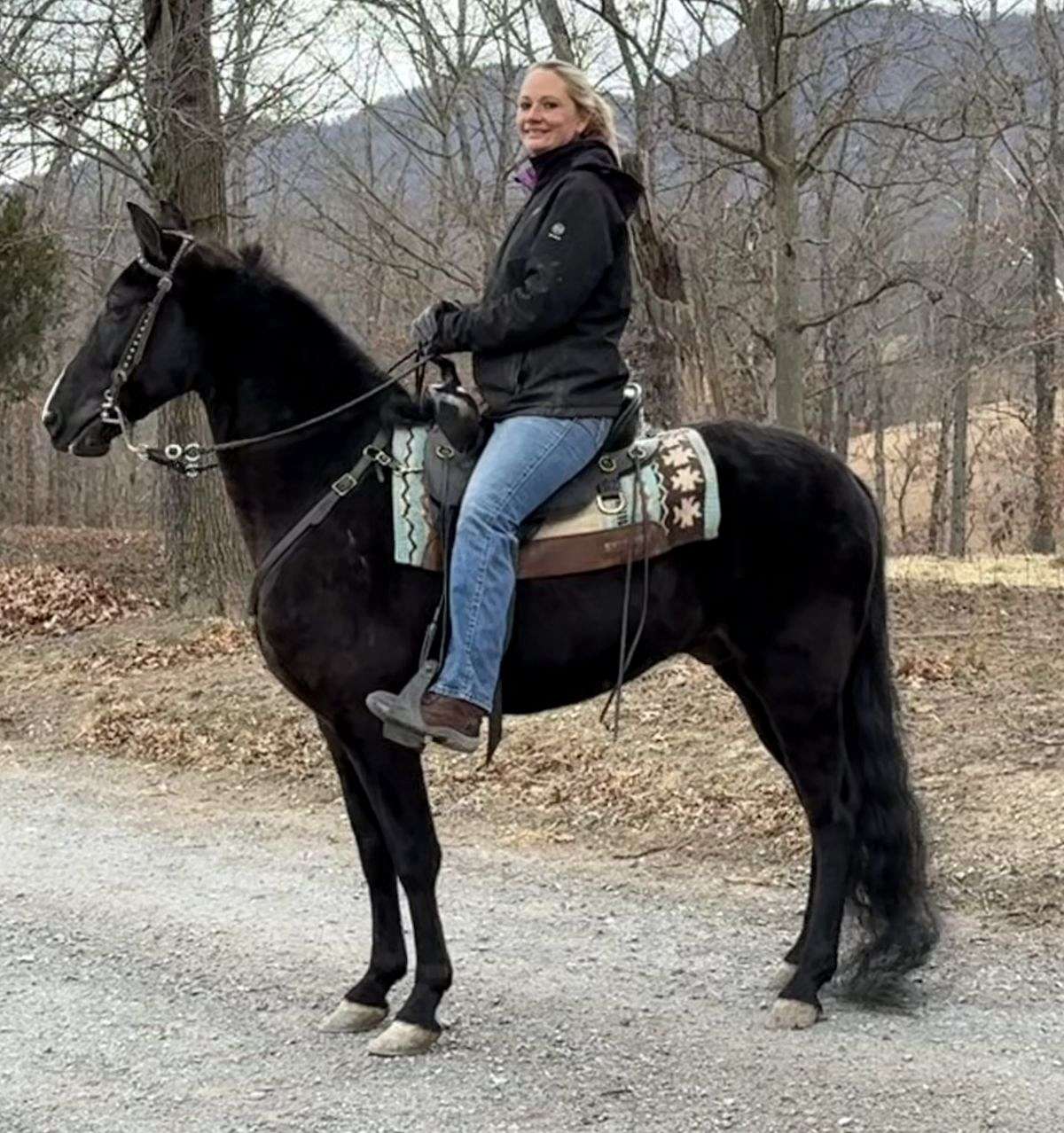 Stunning Black Gelding With Blaze
