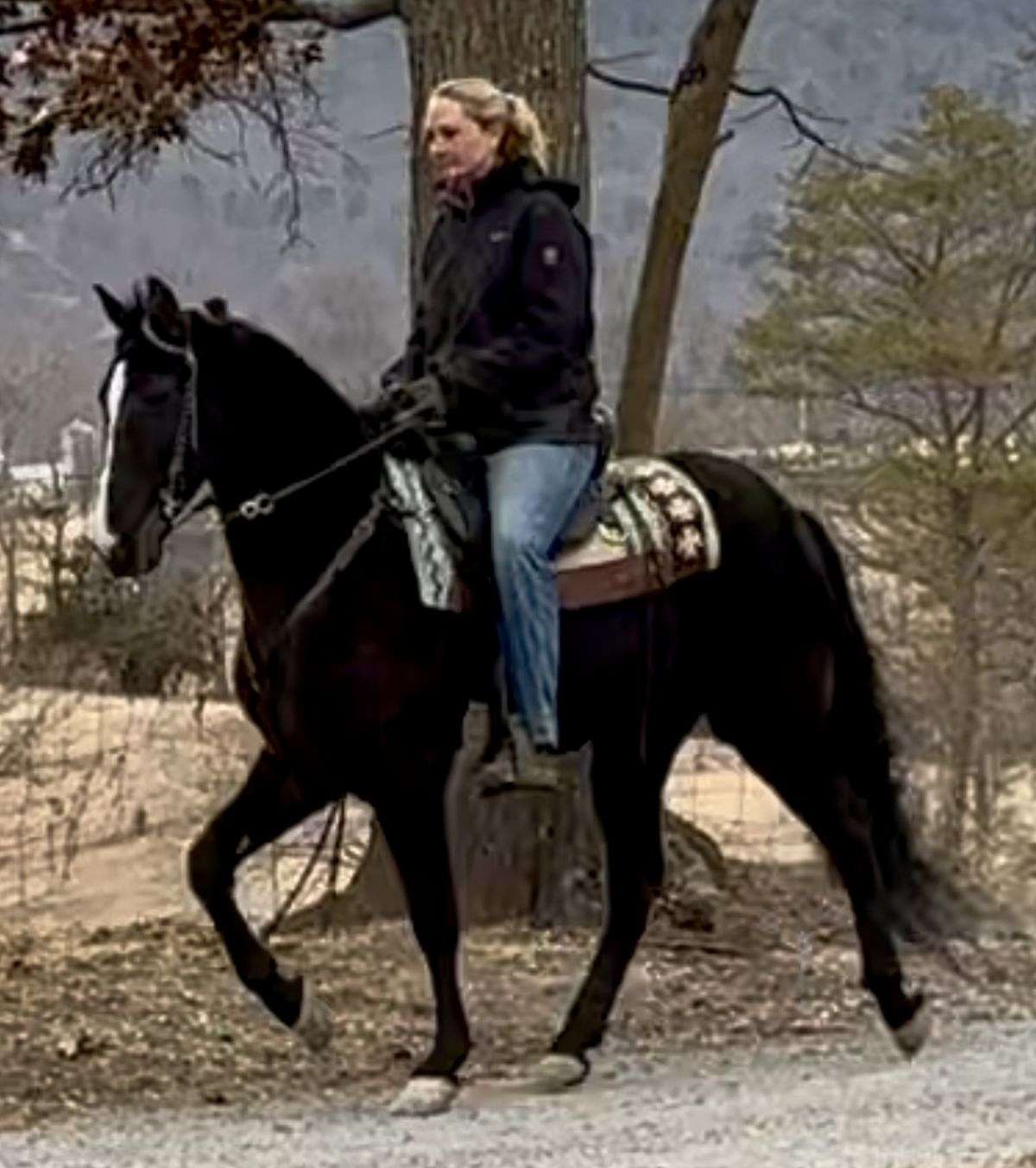 Stunning Black Gelding With Blaze
