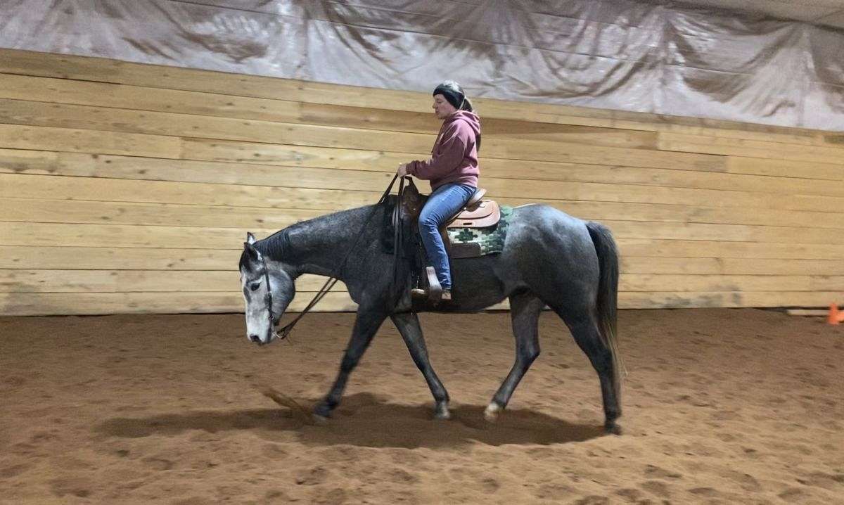 Hunt Seat Gelding