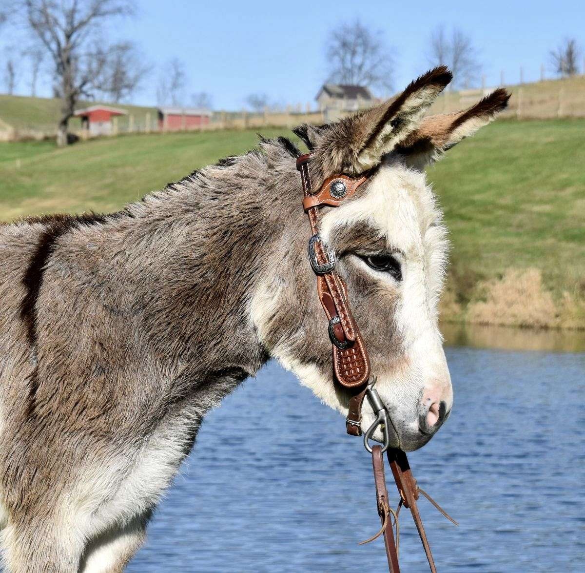 From Lead Line to Harness — Biscuit Does It All