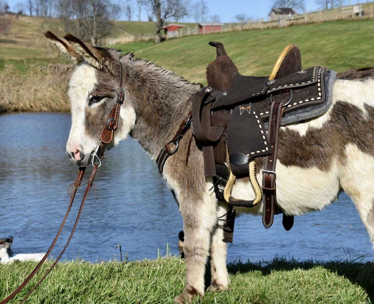 From Lead Line to Harness — Biscuit Does It All