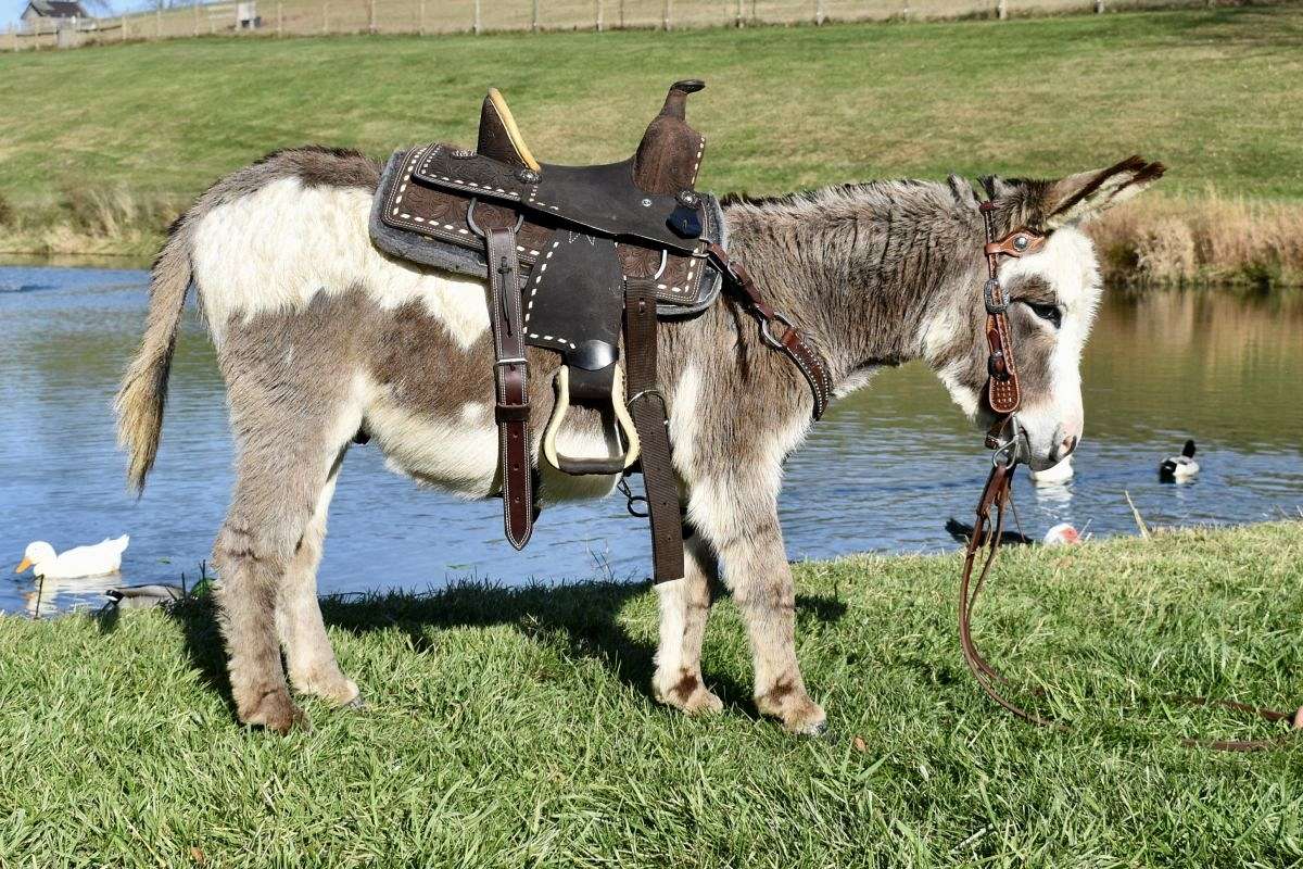 From Lead Line to Harness — Biscuit Does It All