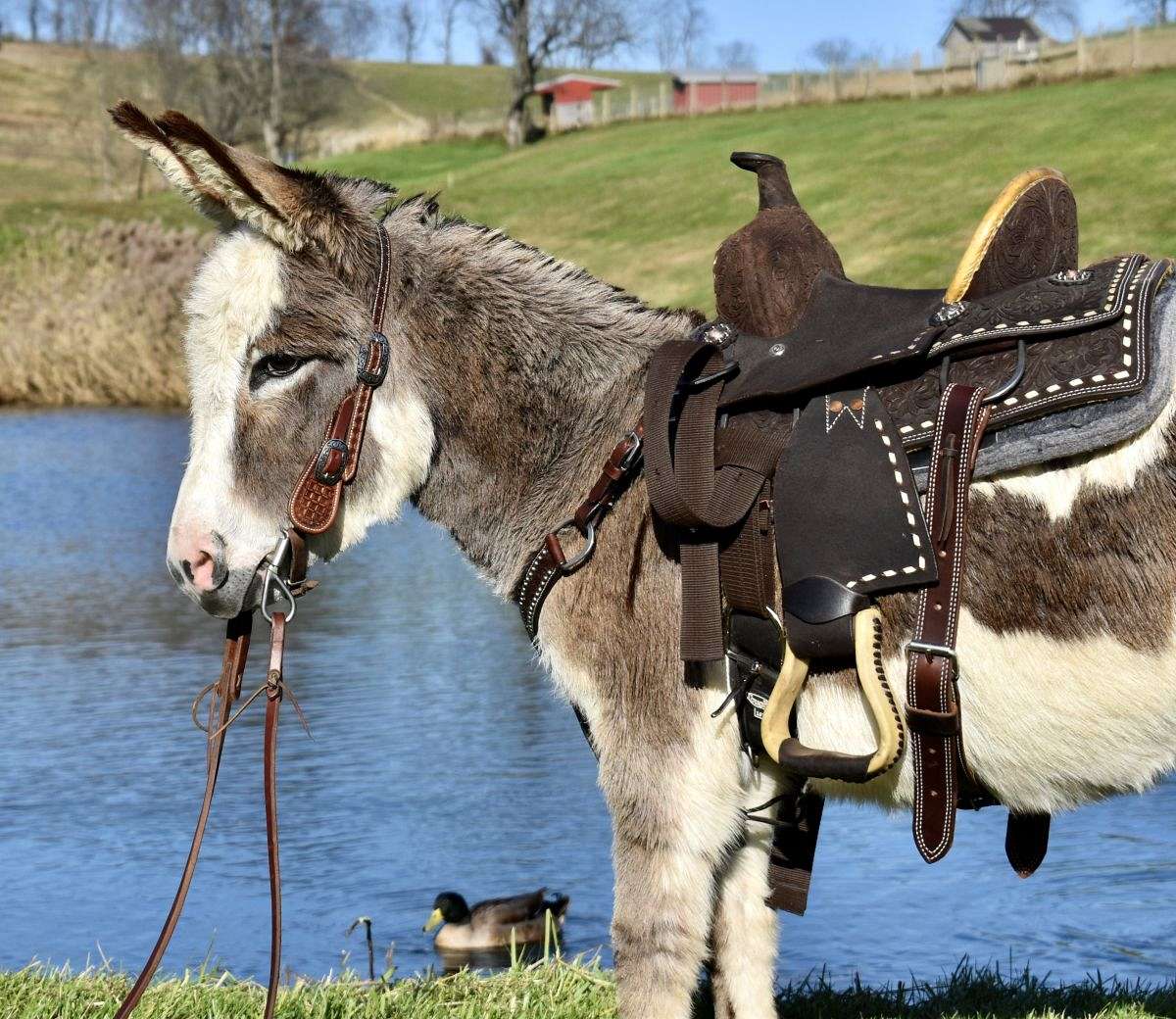 From Lead Line to Harness — Biscuit Does It All