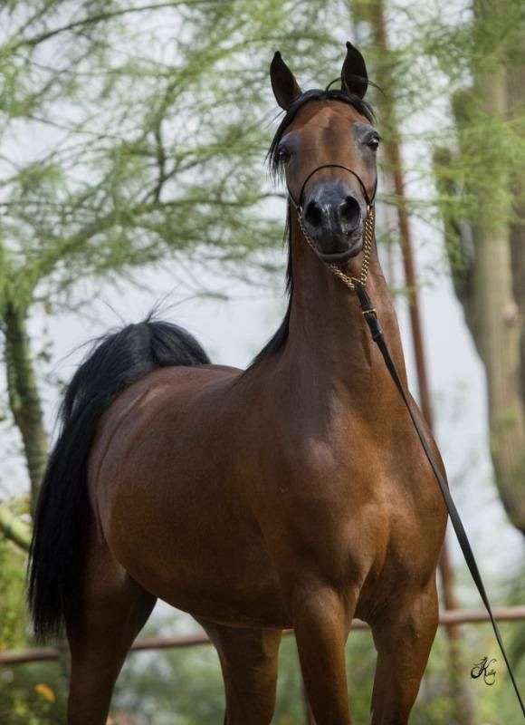 Straight Egyptian Mare - Al Khamsa Bred