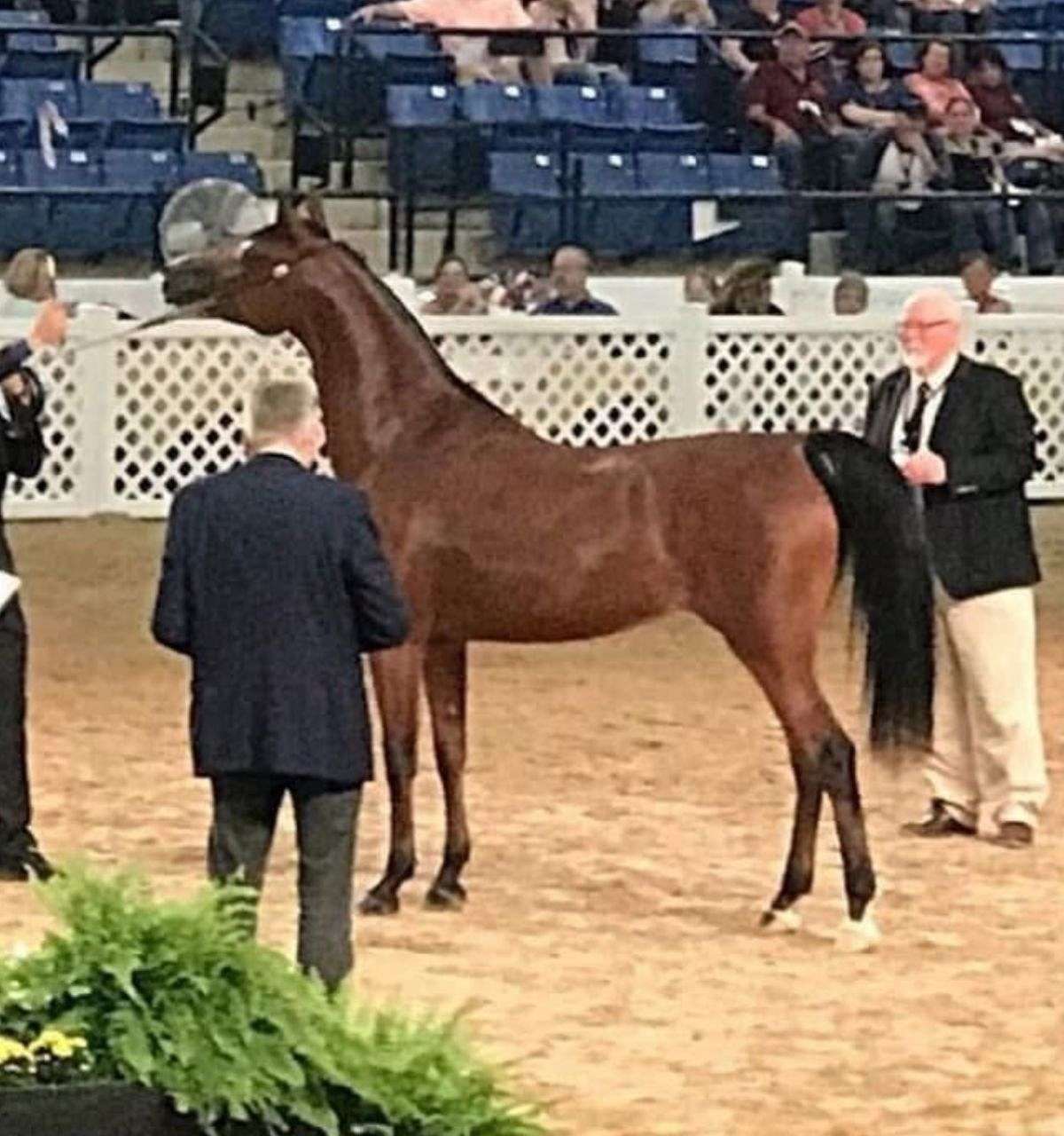Straight Egyptian Mare - Al Khamsa Bred