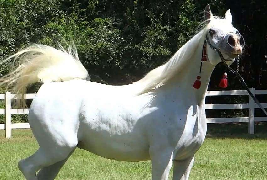 Straight Egyptian Mare - Al Khamsa Bred