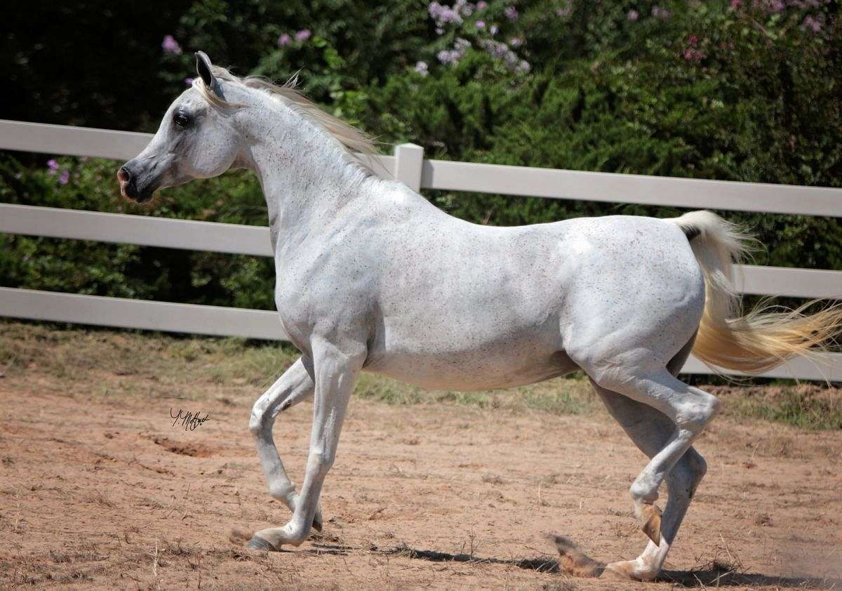 Straight Egyptian Mare - Al Khamsa Bred