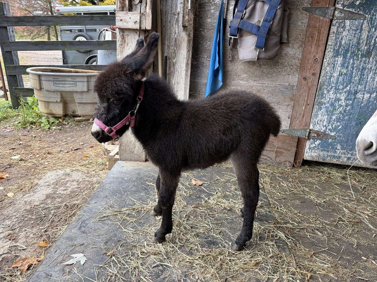 Miniature Donkey Jennet