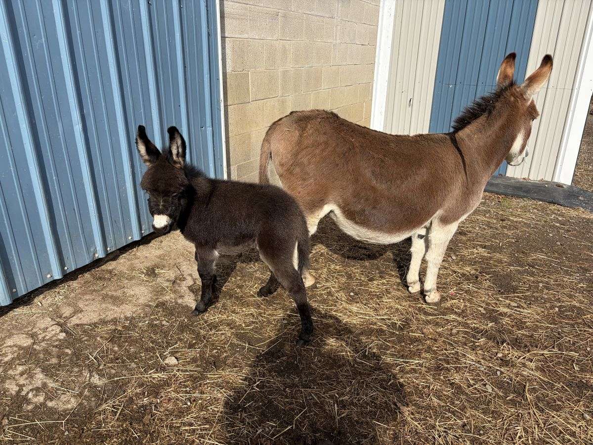 Miniature Donkey Jennet