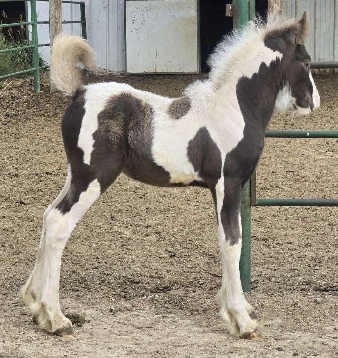 Adorable Piebald Gypsy Vanner Colt in Nunn, Colorado