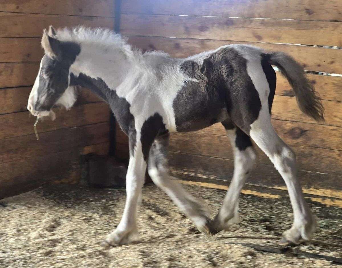 Adorable Piebald Gypsy Vanner Colt in Nunn, Colorado