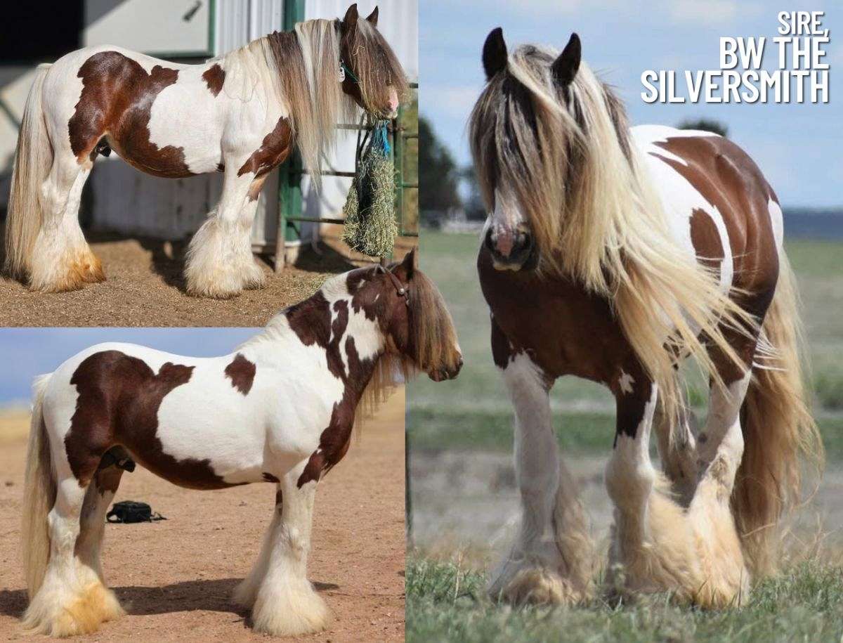 Adorable Piebald Gypsy Vanner Colt in Nunn, Colorado