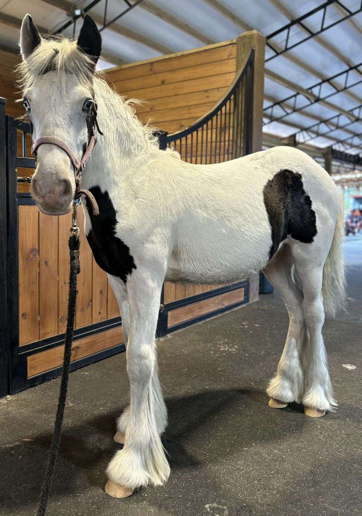Stunning Blue-Eyed Piebald Gypsy Stud Colt in Wildwood, Florida