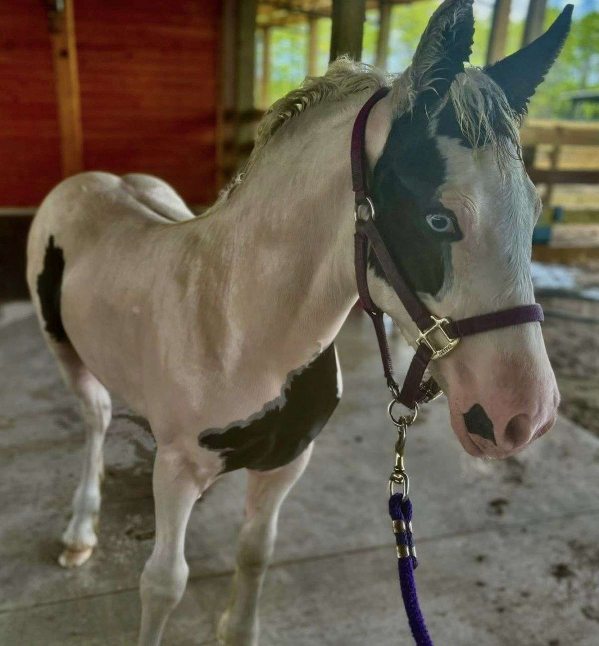 Stunning Blue-Eyed Piebald Gypsy Stud Colt in Wildwood, Florida