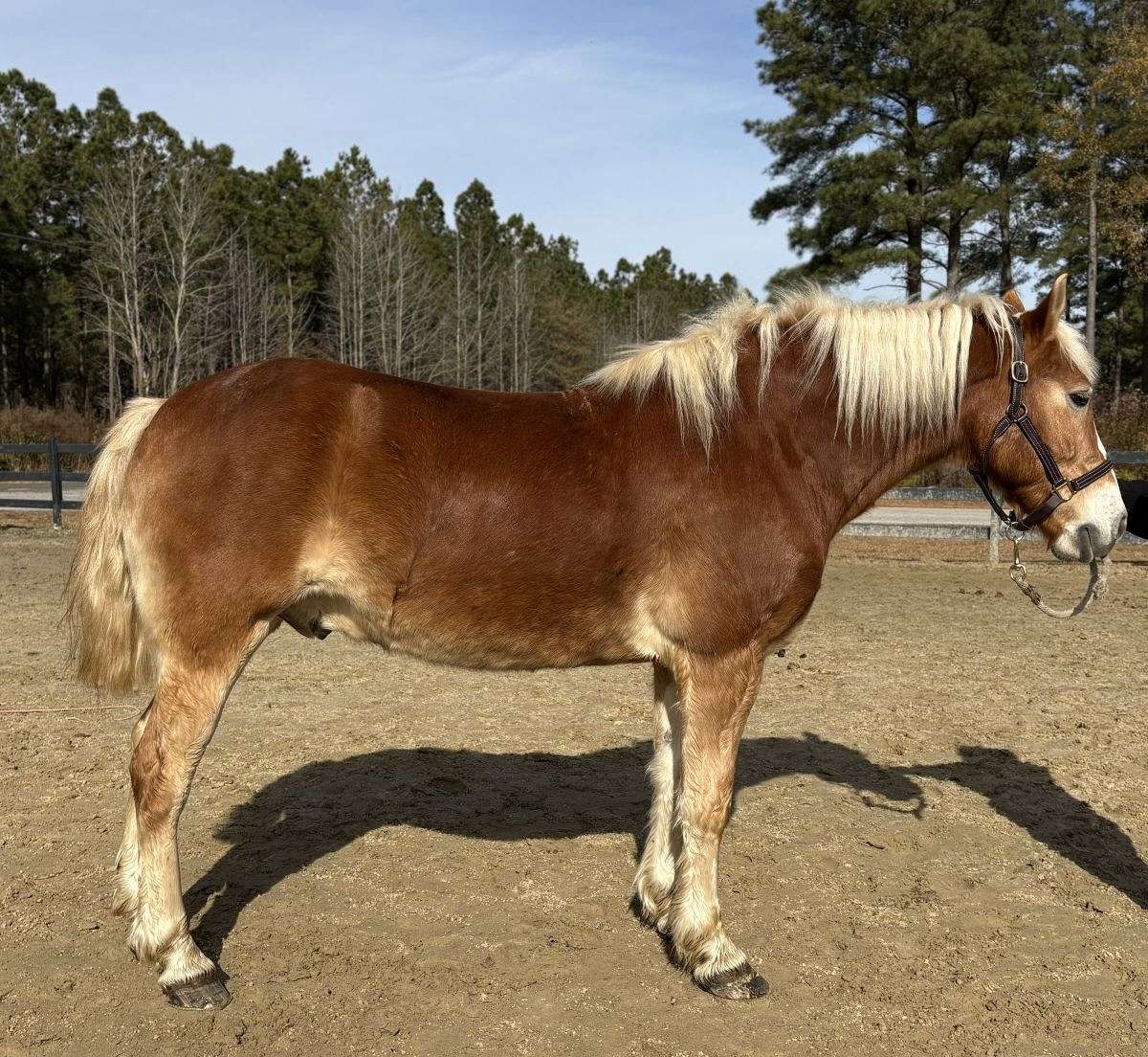 Pretty Haflinger Gelding
