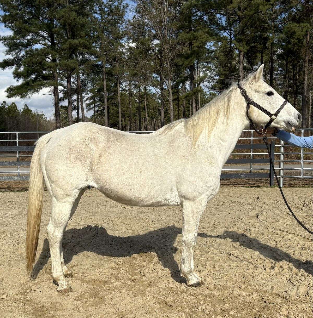 Grey QH Mare