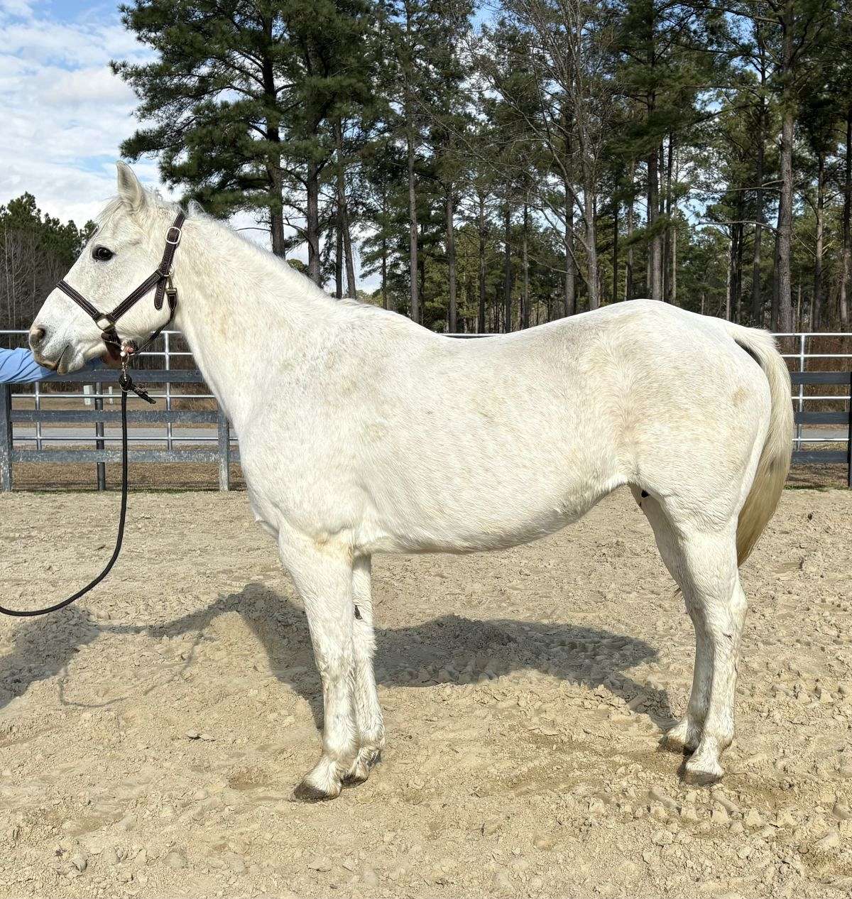 Grey QH Mare