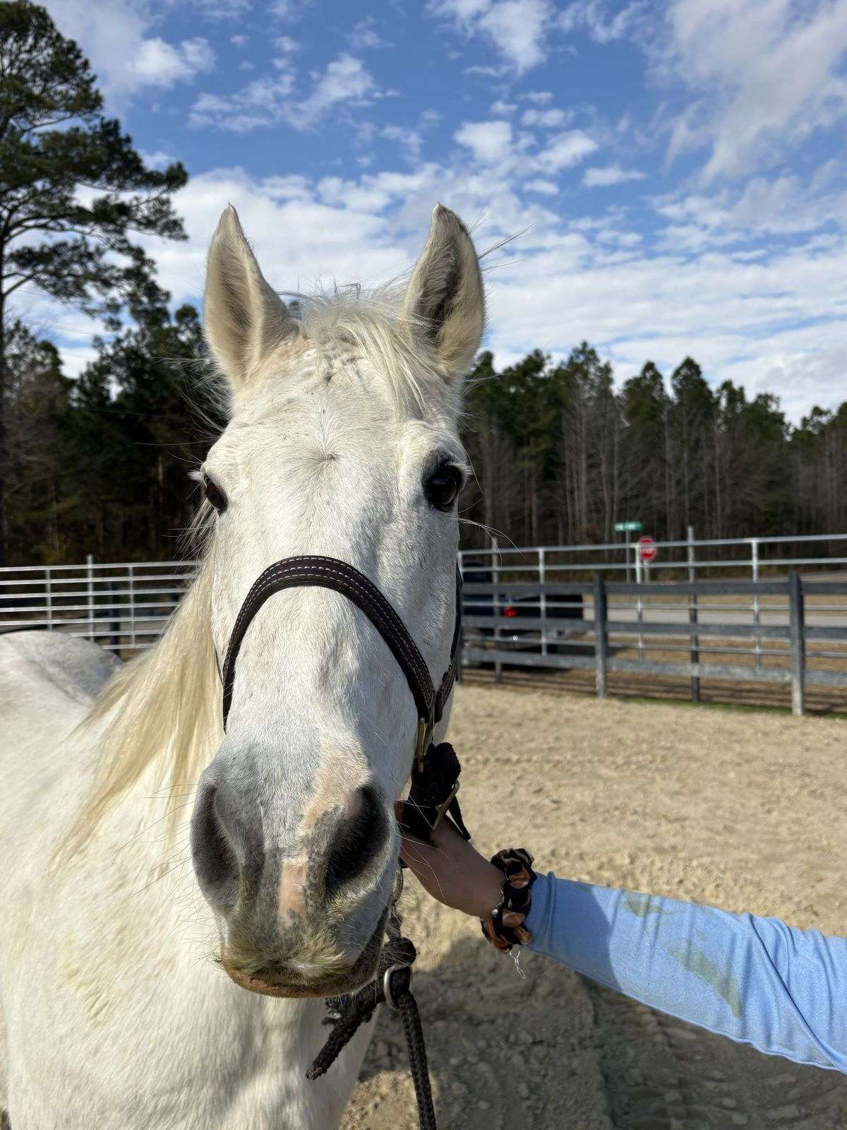 Grey QH Mare