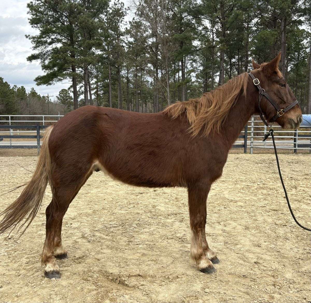 Cute Haflinger Cross