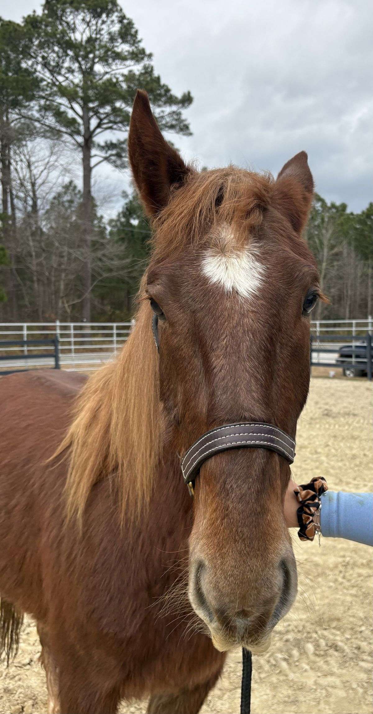 Cute Haflinger Cross