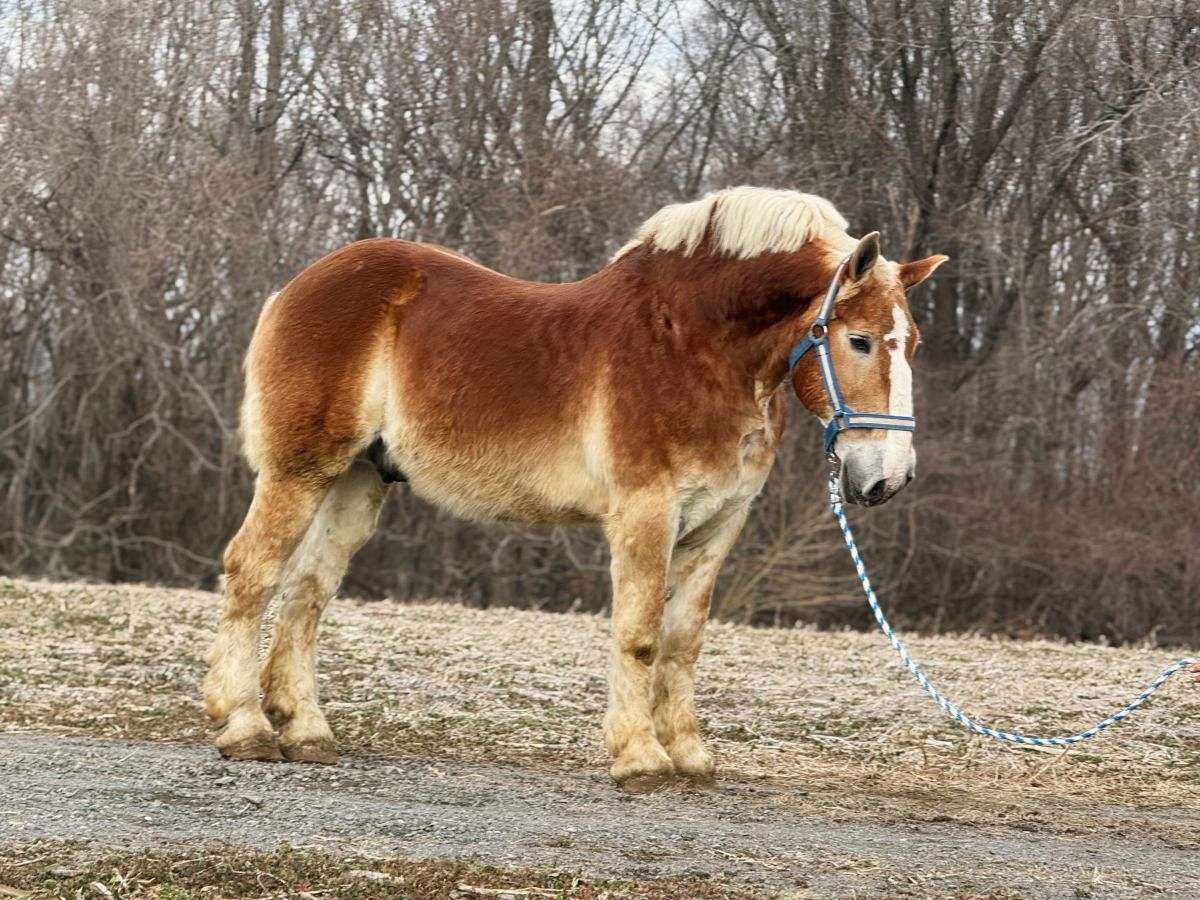 Lovely Belgian Gelding