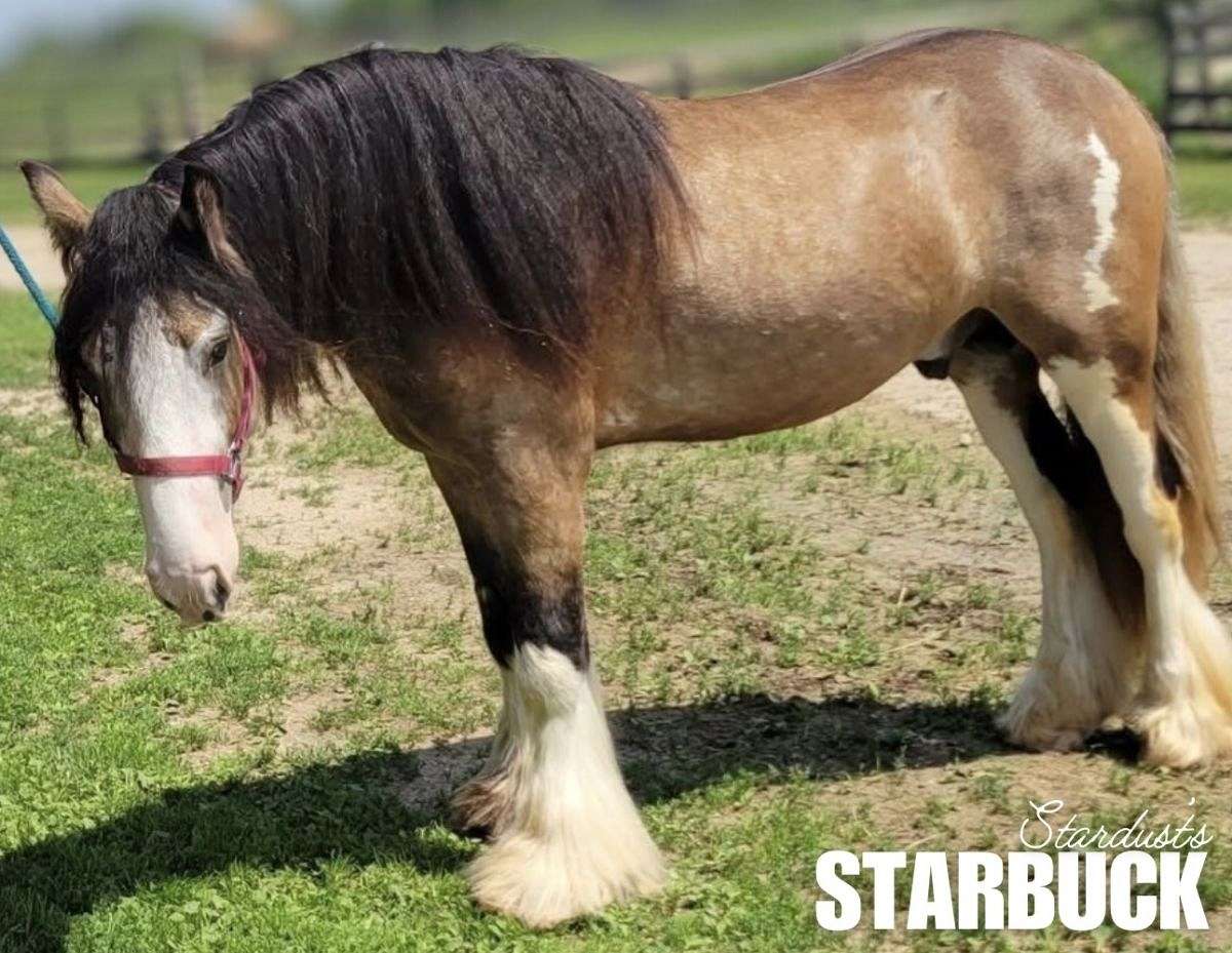 Stunning Buckskin Gypsy Vanner Stallion in Fond Du Lac, Wisconsin