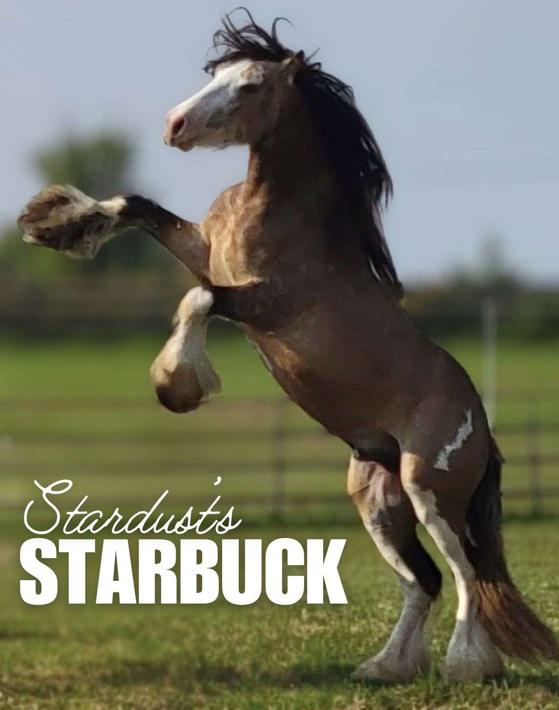 Stunning Buckskin Gypsy Vanner Stallion in Fond Du Lac, Wisconsin