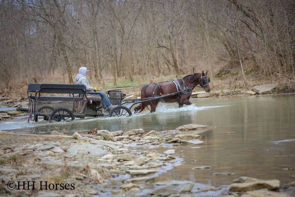 Real Gentle, Well Broke, Versatile, Quiet Chocolate Morgan Mare Ride, Drive