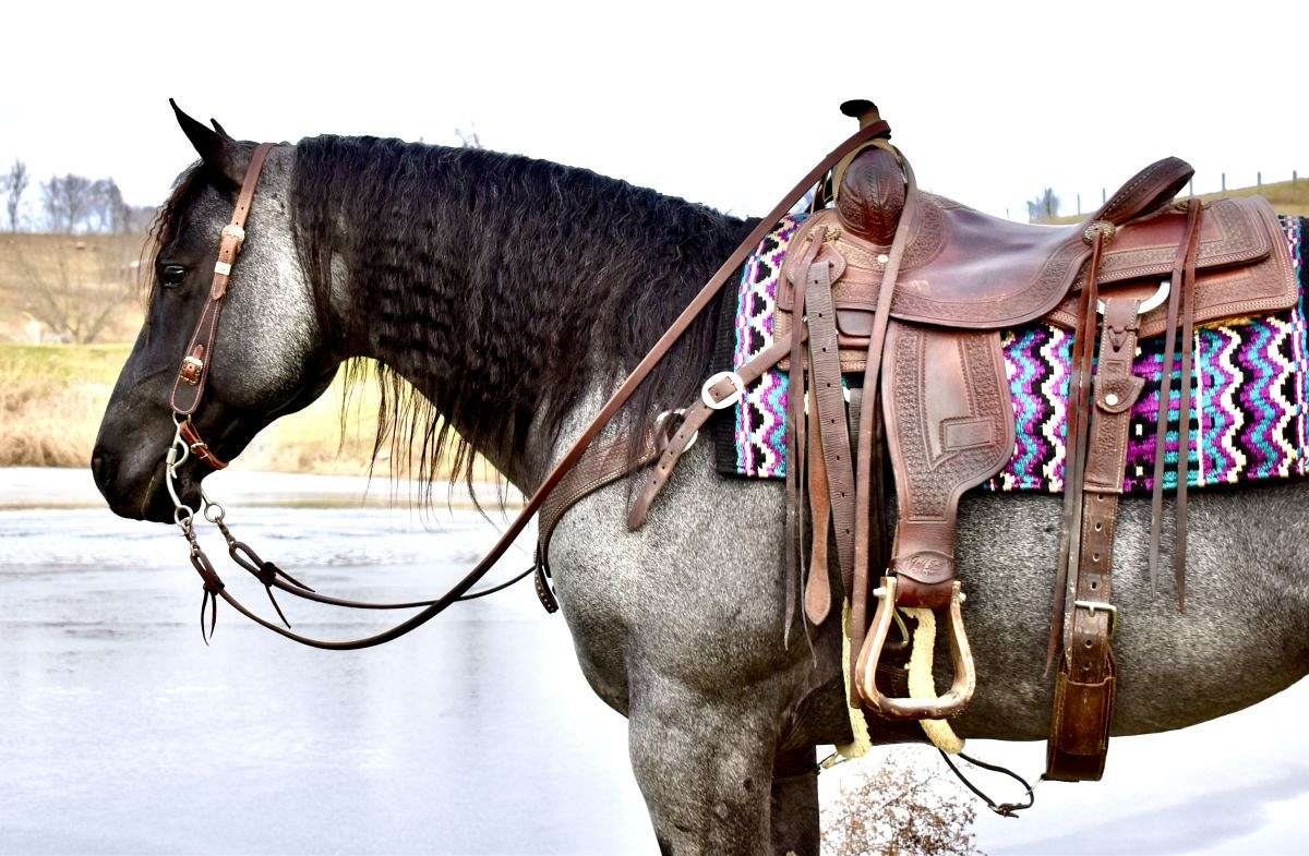 Built to Breed Greatness: Iron Man, Homozygous Black & Roan Stallion