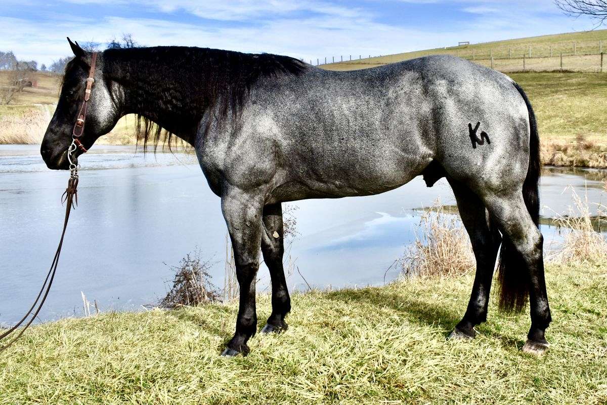 Built to Breed Greatness: Iron Man, Homozygous Black & Roan Stallion