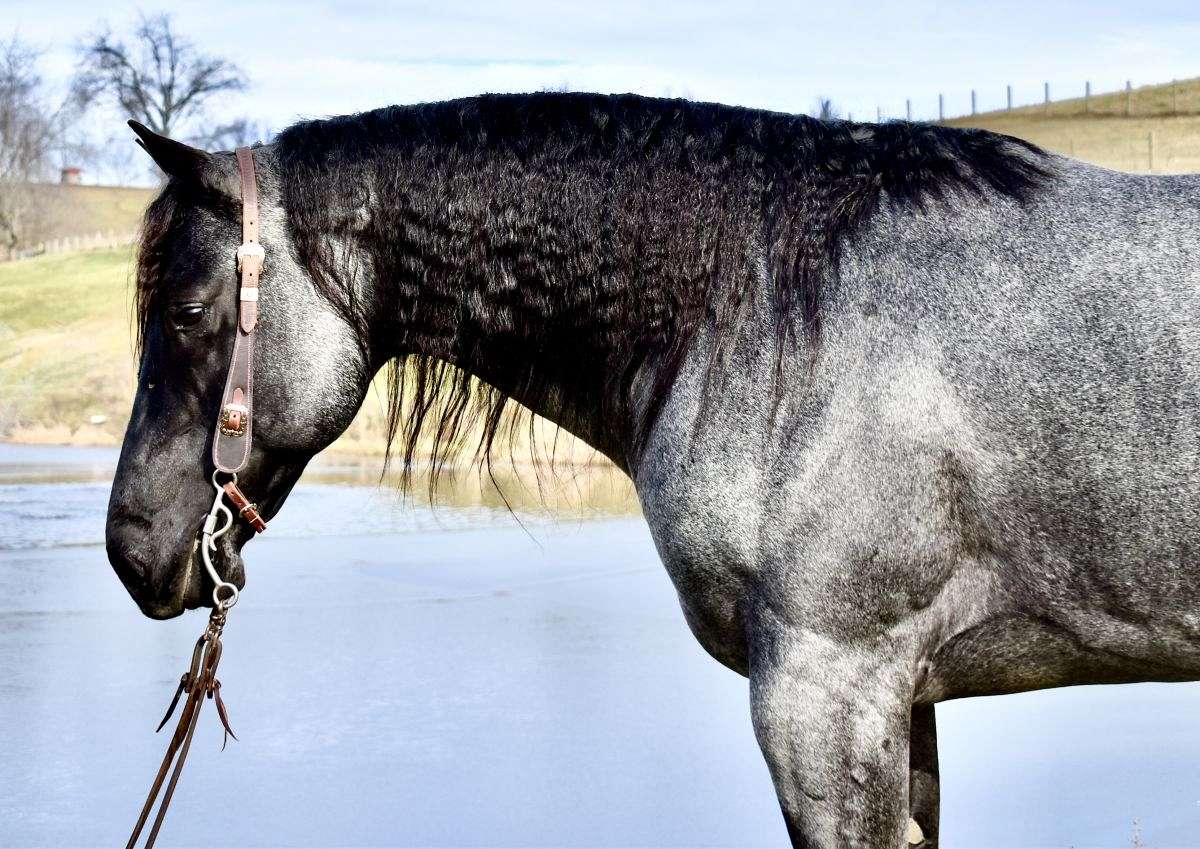 Built to Breed Greatness: Iron Man, Homozygous Black & Roan Stallion
