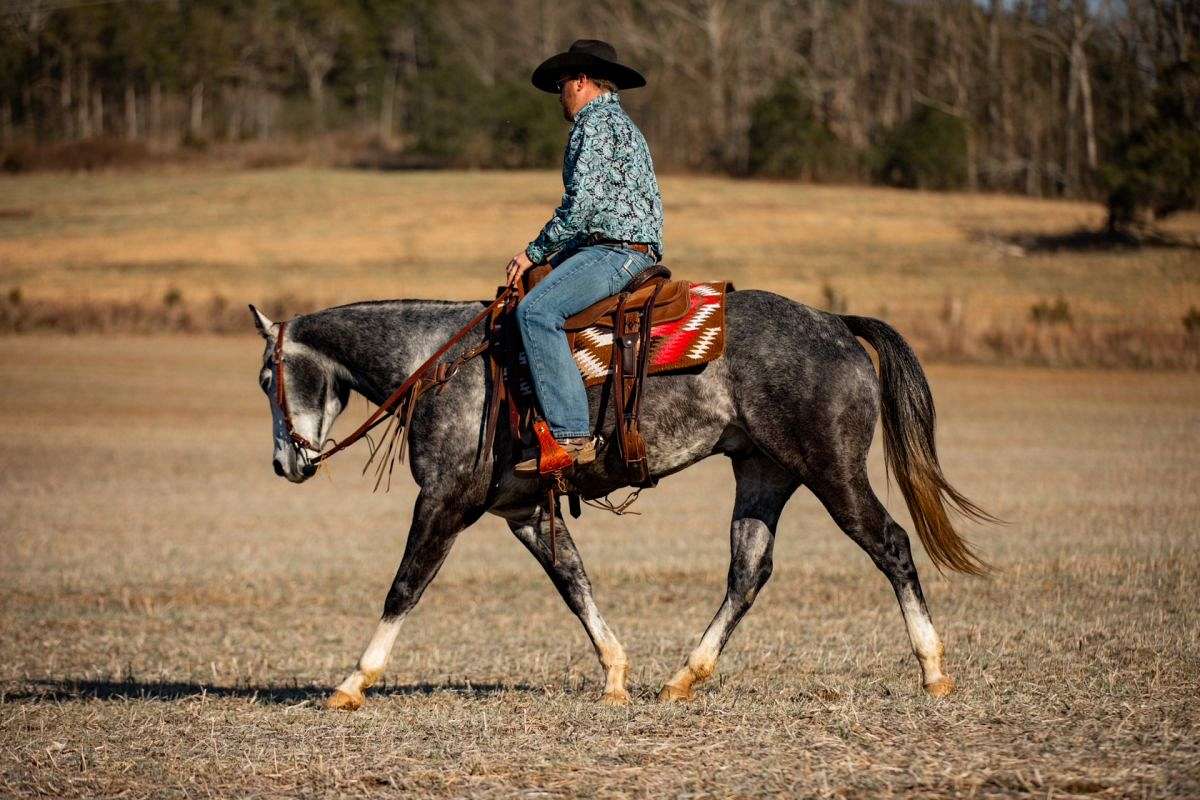 Tuff - an Excellent Trail/Ranch Horse 6 Yr Old Grey AQHA Gelding!
