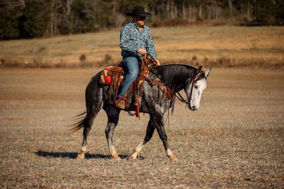 Tuff - an Excellent Trail/Ranch Horse 6 Yr Old Grey AQHA Gelding!