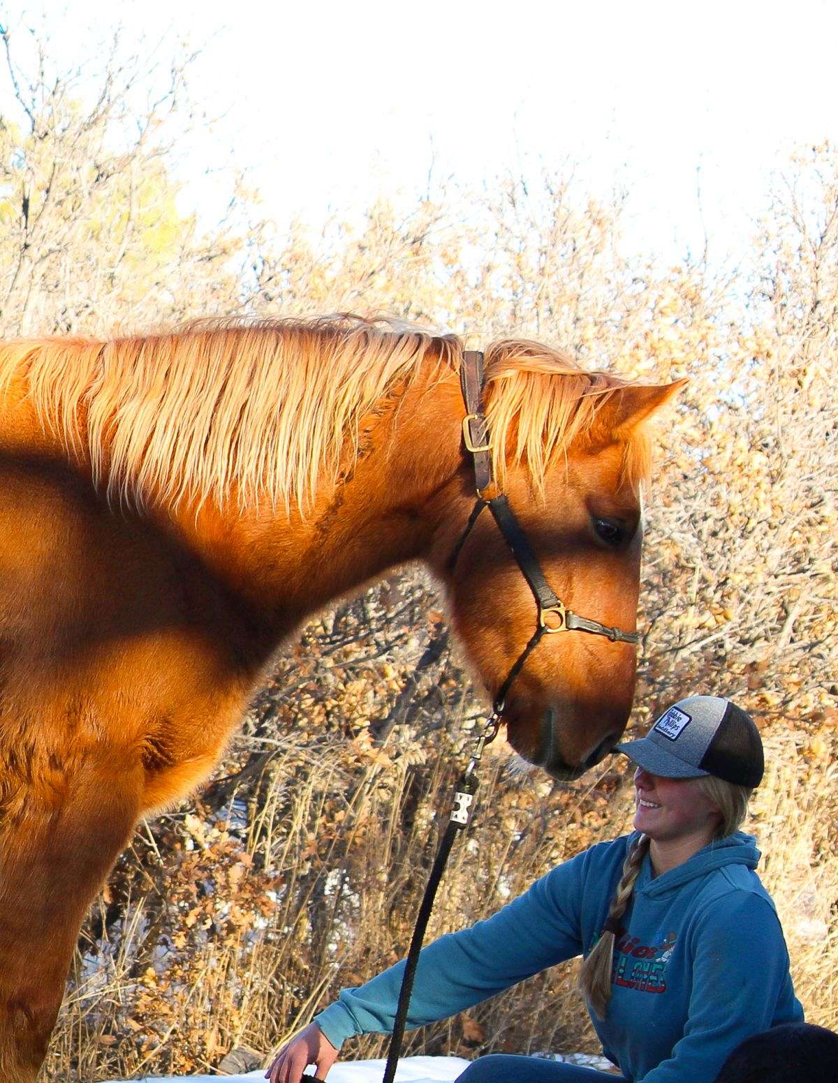 Titled Draft Mustang