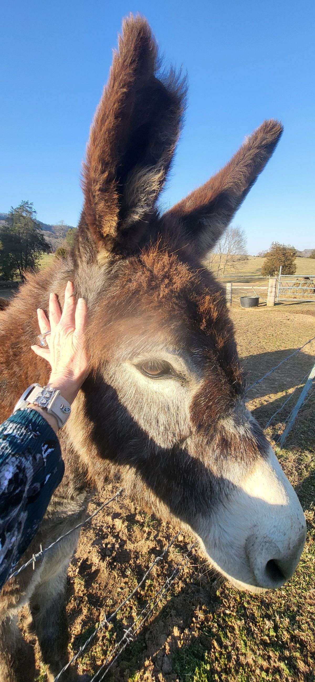 Sold* 2 Year Old Gelded Standard Donkey for Sale