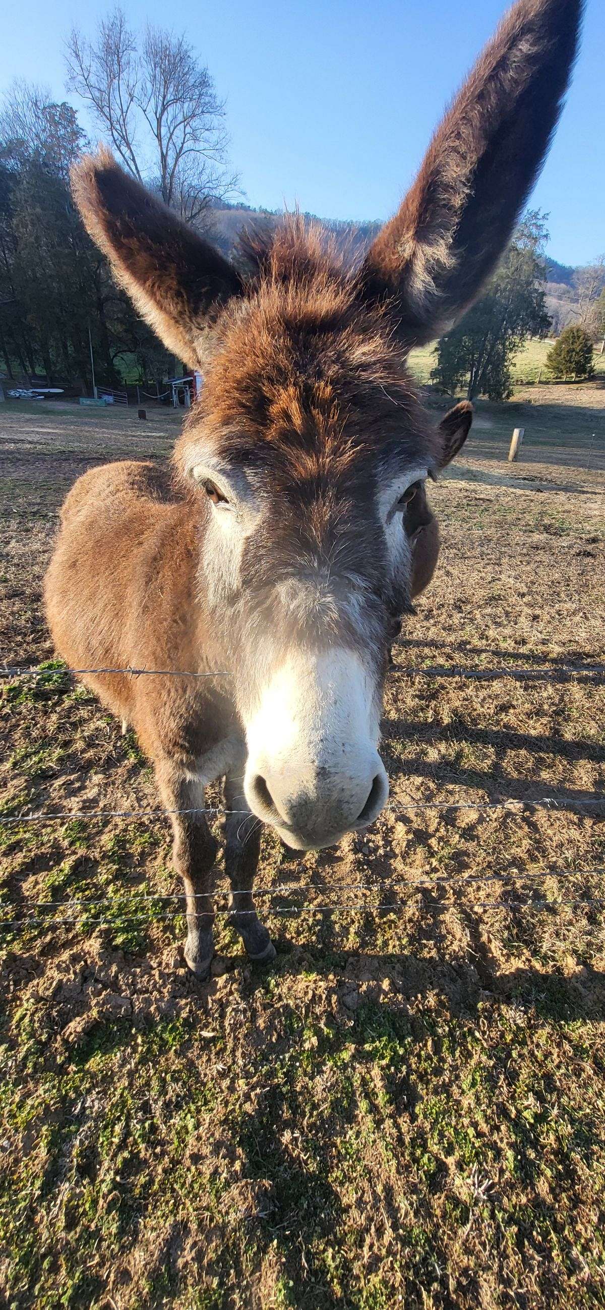 Sold* 2 Year Old Gelded Standard Donkey for Sale
