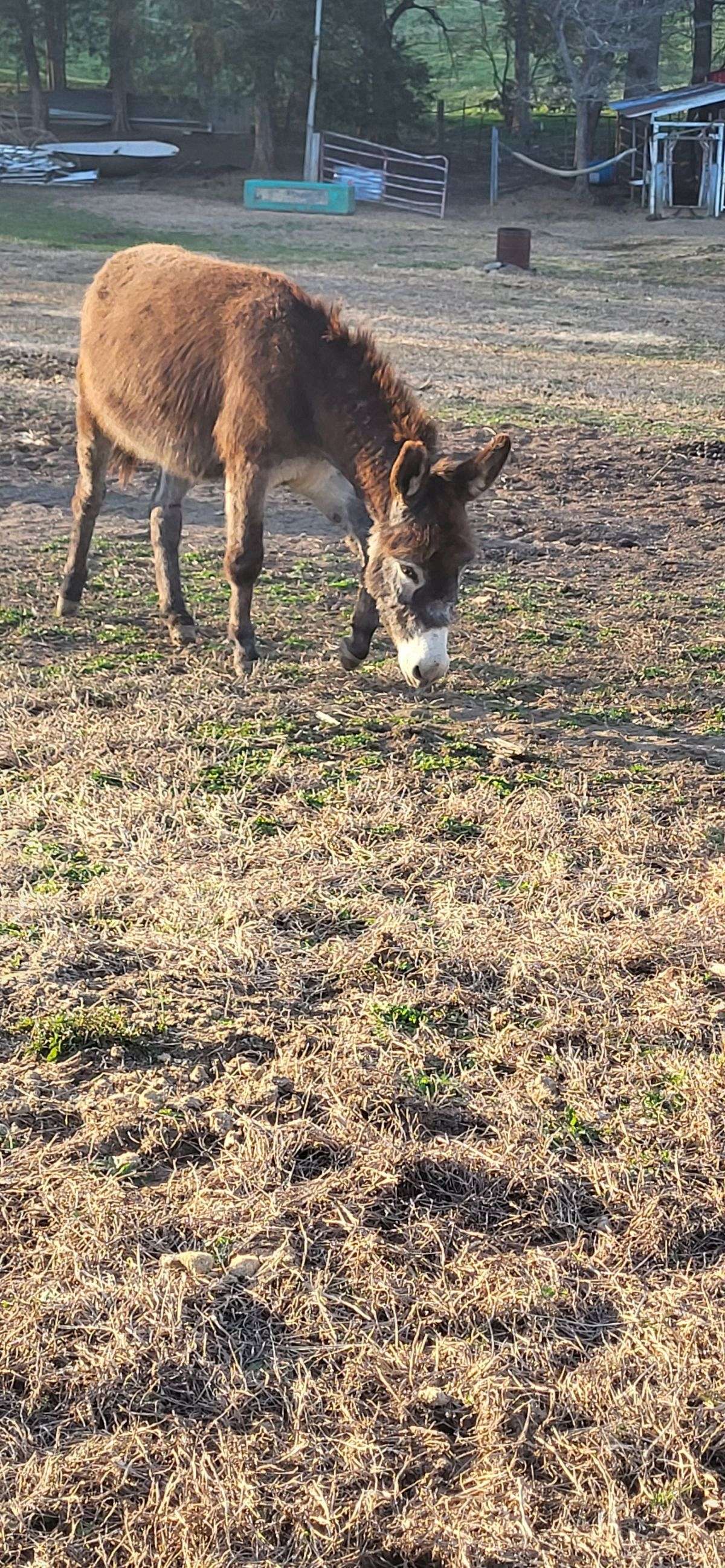 2 Year Old Gelded Standard Donkey for Sale