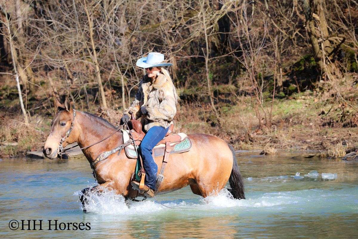 Very Pretty Buckskin Morgan Mare, Rides and Drives, Fun