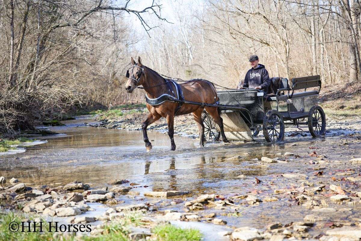 Very Pretty Buckskin Morgan Mare, Rides and Drives, Fun
