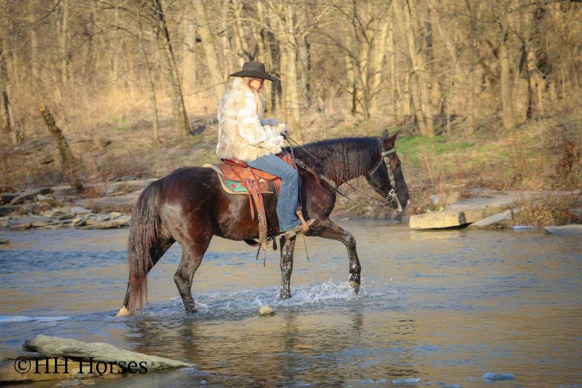 Family, Beginner, Youth and Novice Safe Black Morgan QH Cross, Ride Drive