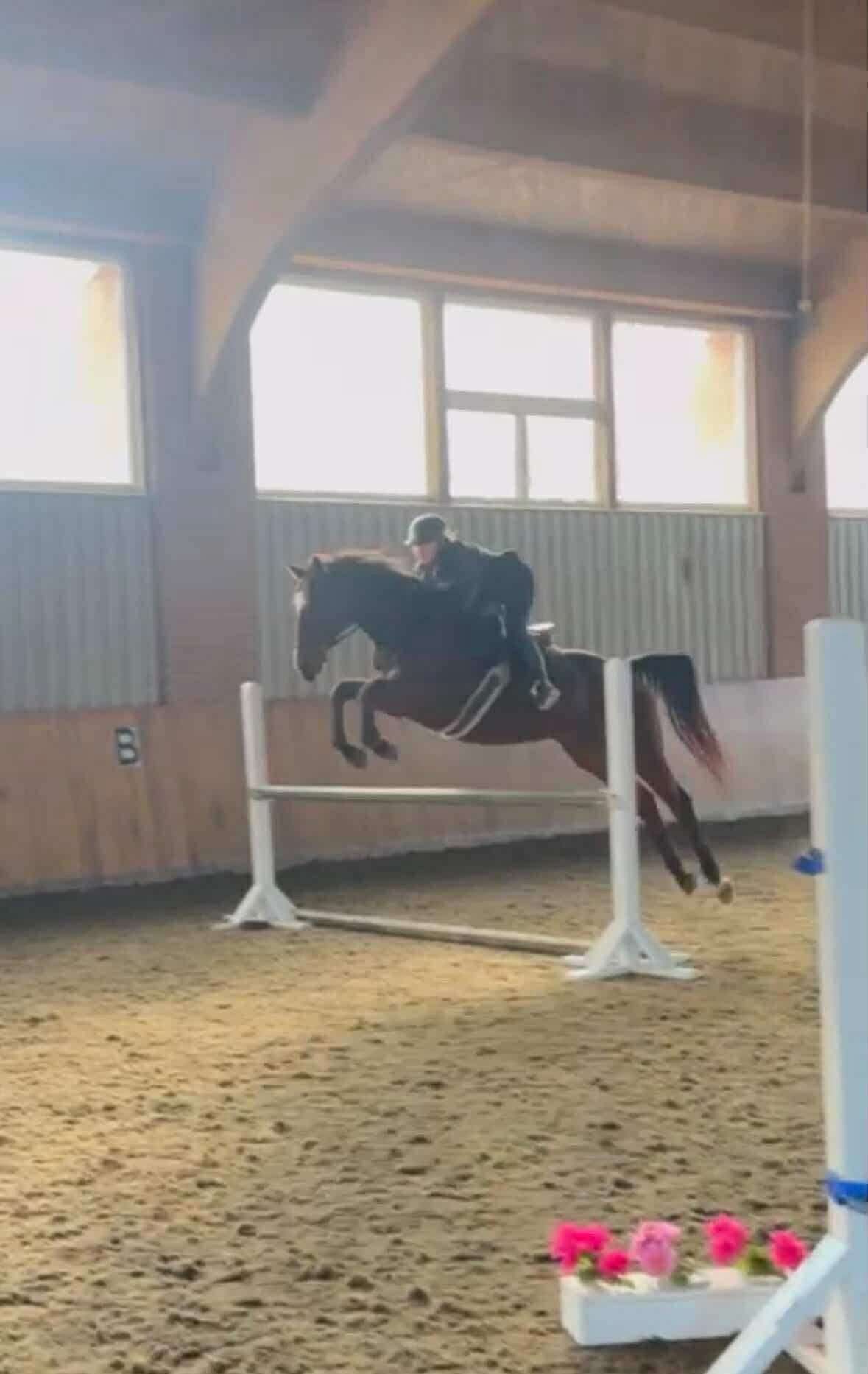 14 Year Old, 16.1,OTTB Mare