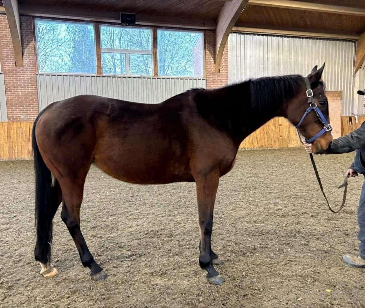 14 Year Old, 16.1,OTTB Mare