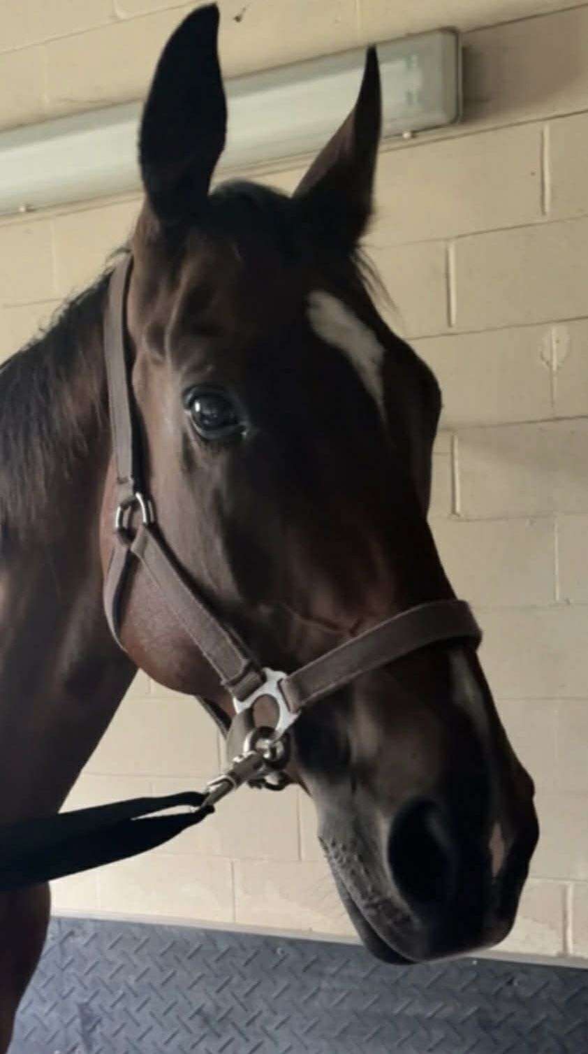 14 Year Old, 16.1,OTTB Mare