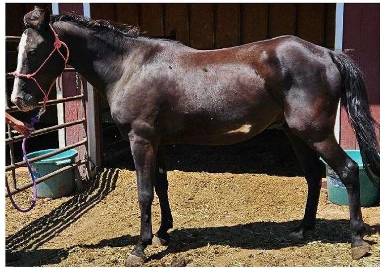 Appendix Quarter Horse